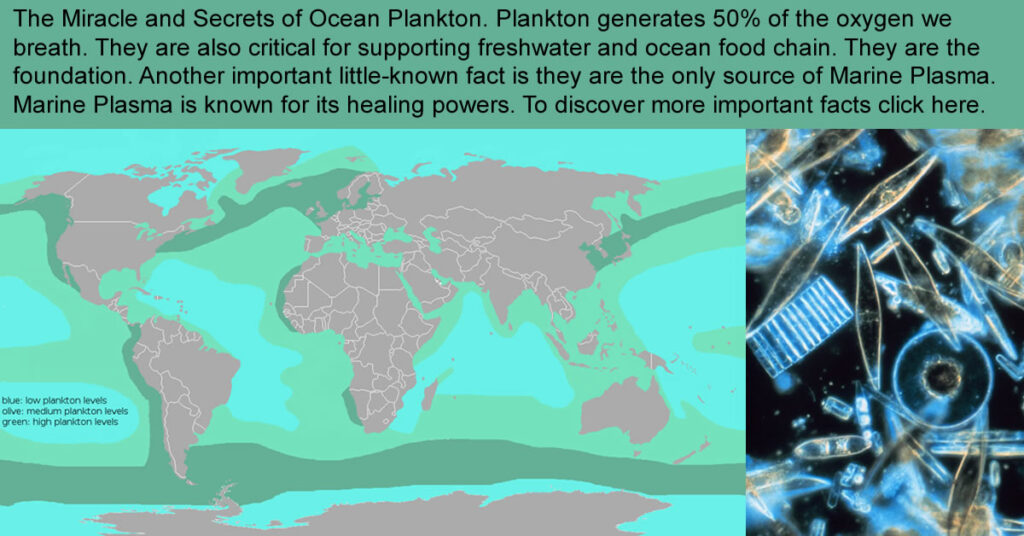 Plankton and Their Role in Marine Plasma