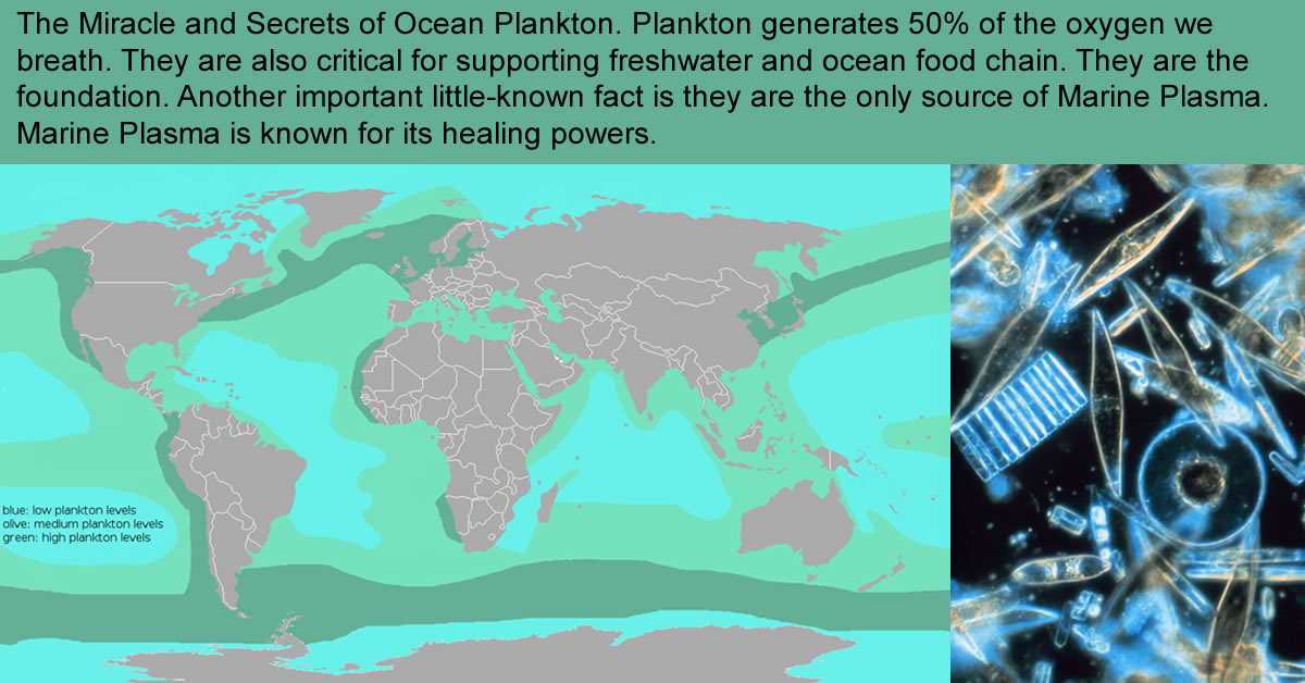 What is “Marine Plasma”?