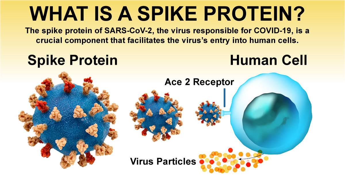 What is a Spike Protein?